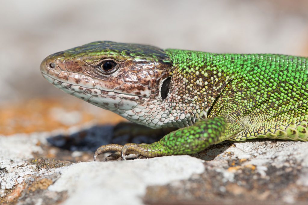 Balaurul (Elaphe sauromates) - Marius Iancu
