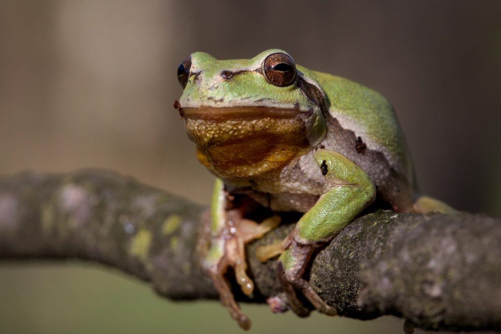 Reptile și amfibieni - Curiozități din lumea lor - Marius Iancu