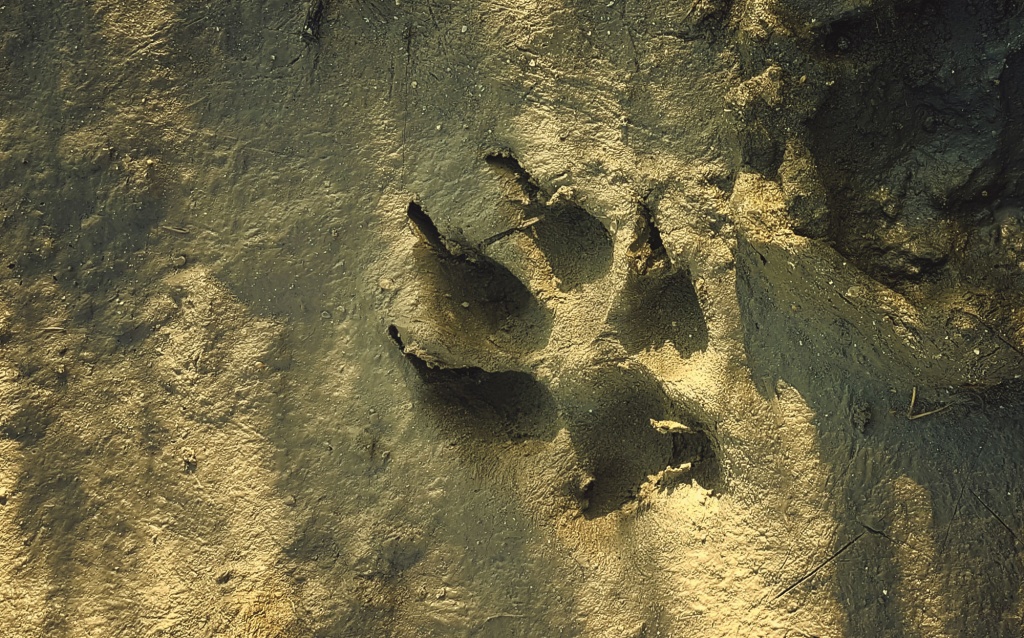 Sacalul auriu (Canis aureus) - Povestea mea dobrogeana - Marius Iancu