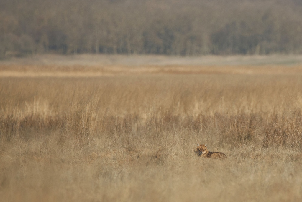 Șacalul auriu (Canis aureus) - Povestea mea dobrogeană - Marius Iancu