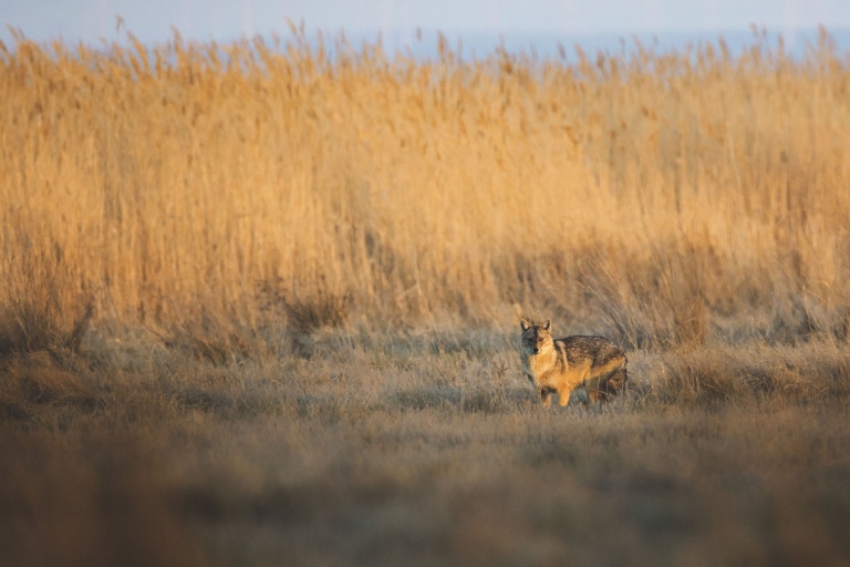 Șacalul auriu (Canis aureus) - Povestea mea dobrogeană - Marius Iancu